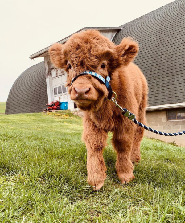 Mini Highland Cow (Jill) – Cortez Miniature Highlander Cows