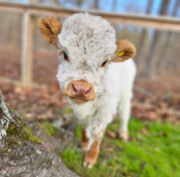 Mini Highland Cow (Noah) – Cortez Miniature Highlander Cows